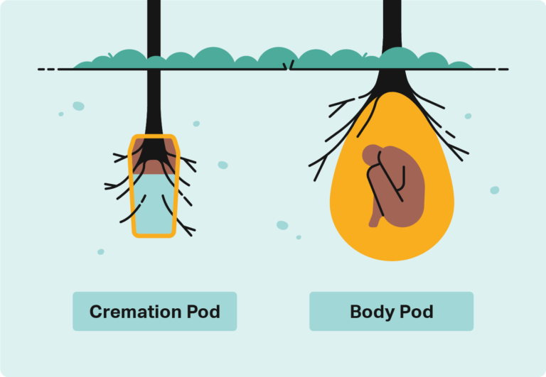 Tree Pod Burial: How It Works + Costs [2025]