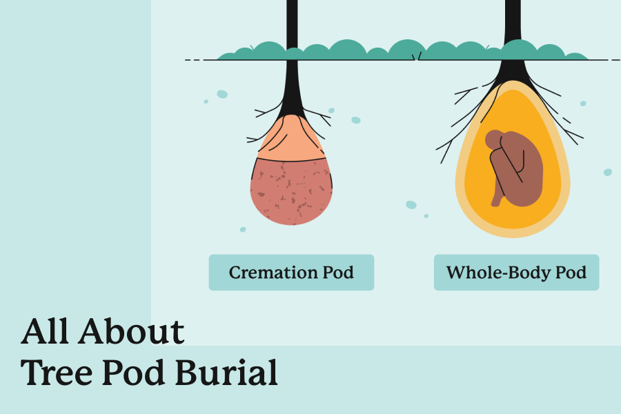 Tree Pod Burial: How It Works, Cost & Legality In 2025
